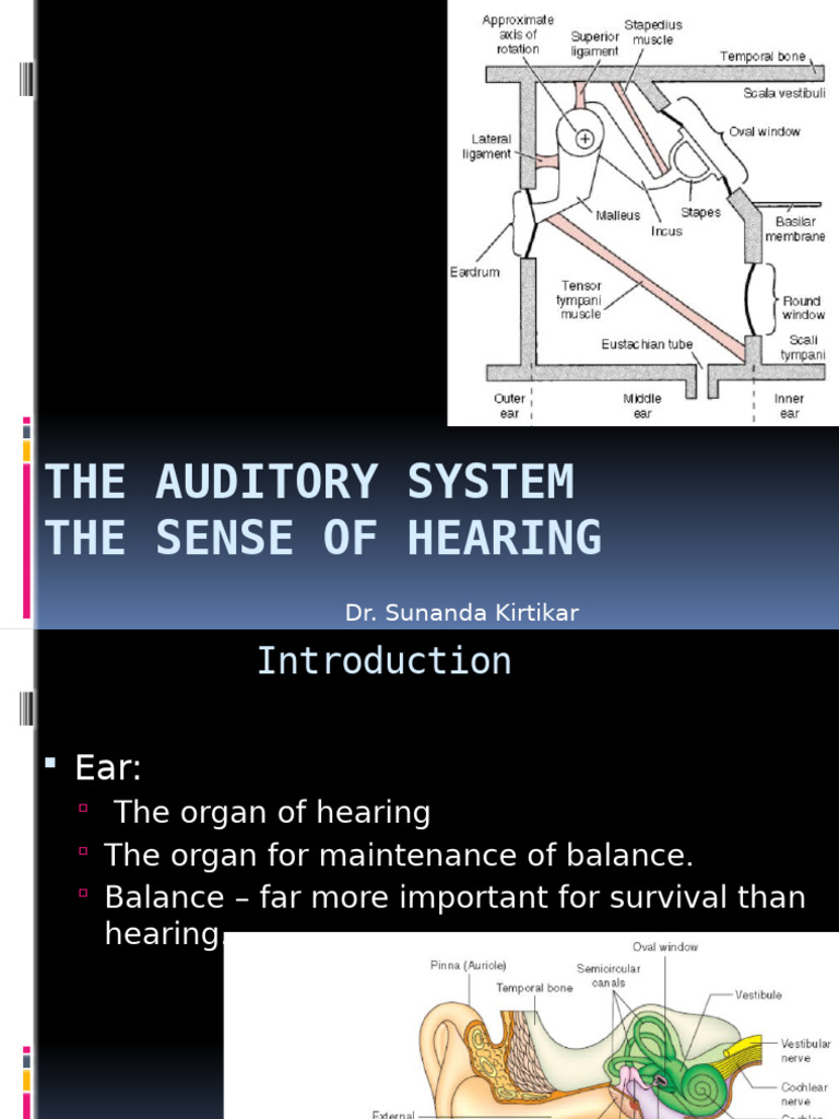 The Auditory System | PDF | Hearing | Auditory System