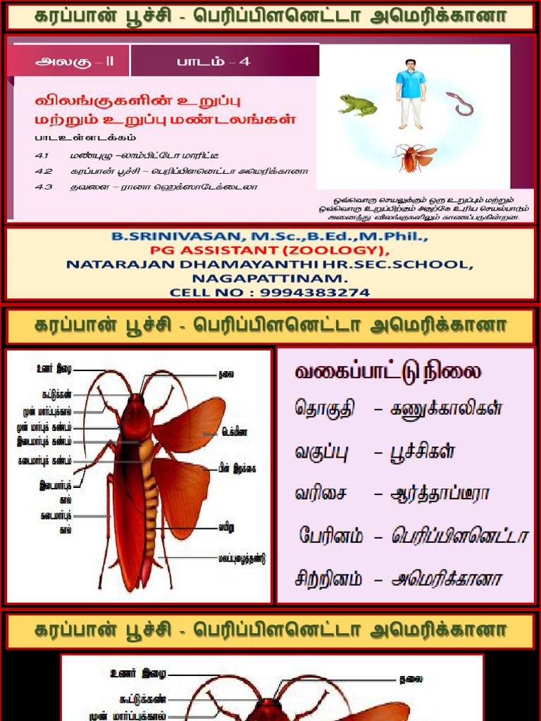 Organ Systems in Animals-2.Cockroach | PDF