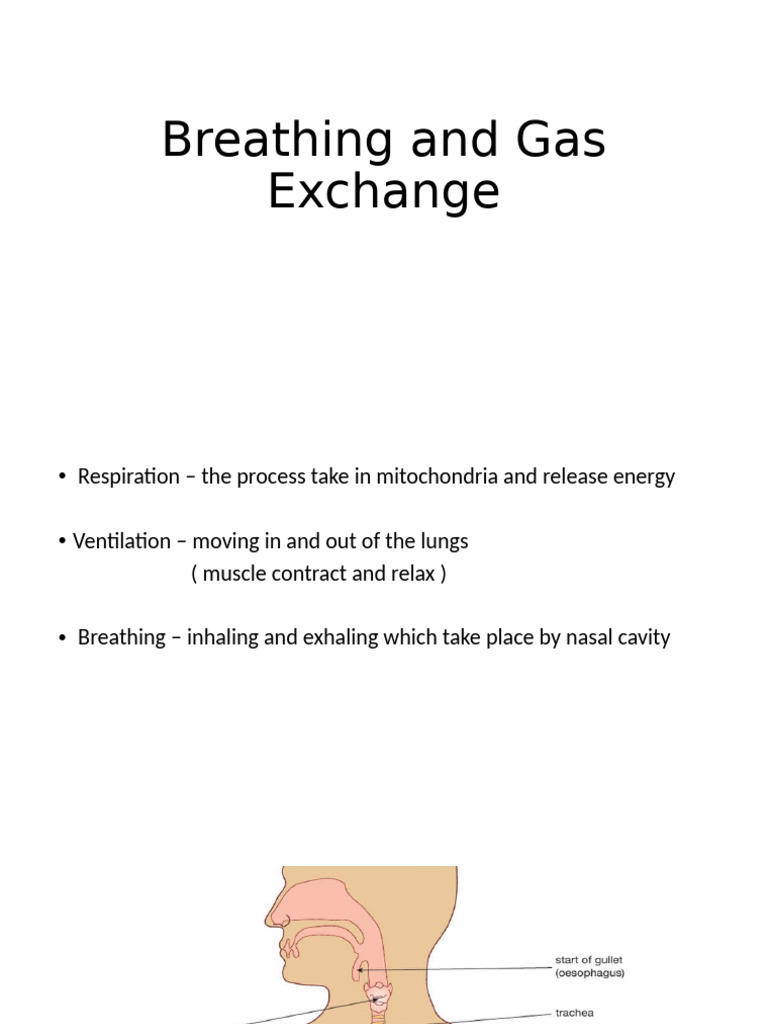 Breathing and Gas Exchange | PDF