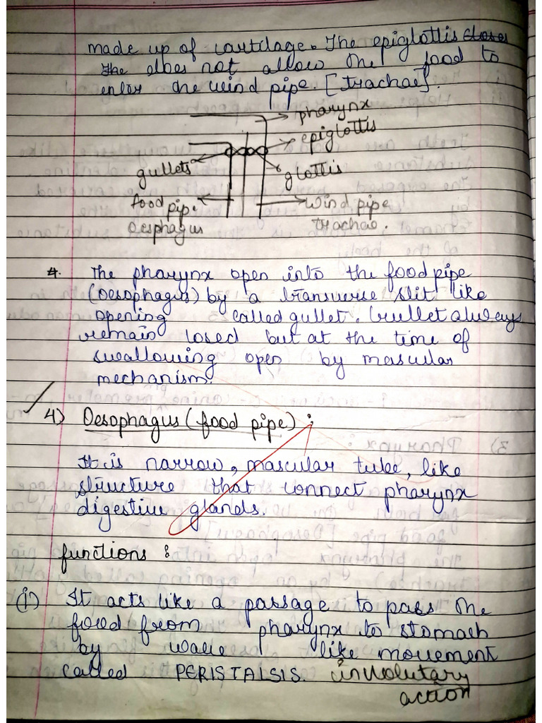 Bio Chapter 1 Life Processes | PDF