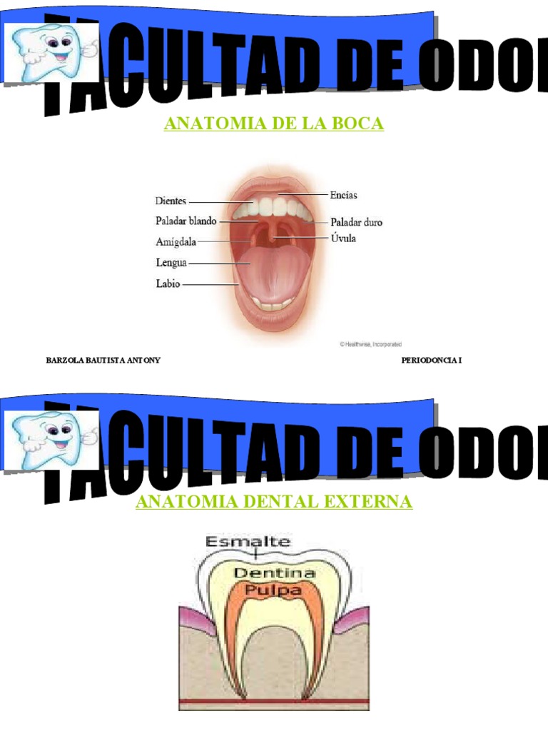 Anatomia de La Boca 2 | PDF | Diente humano | Odontología