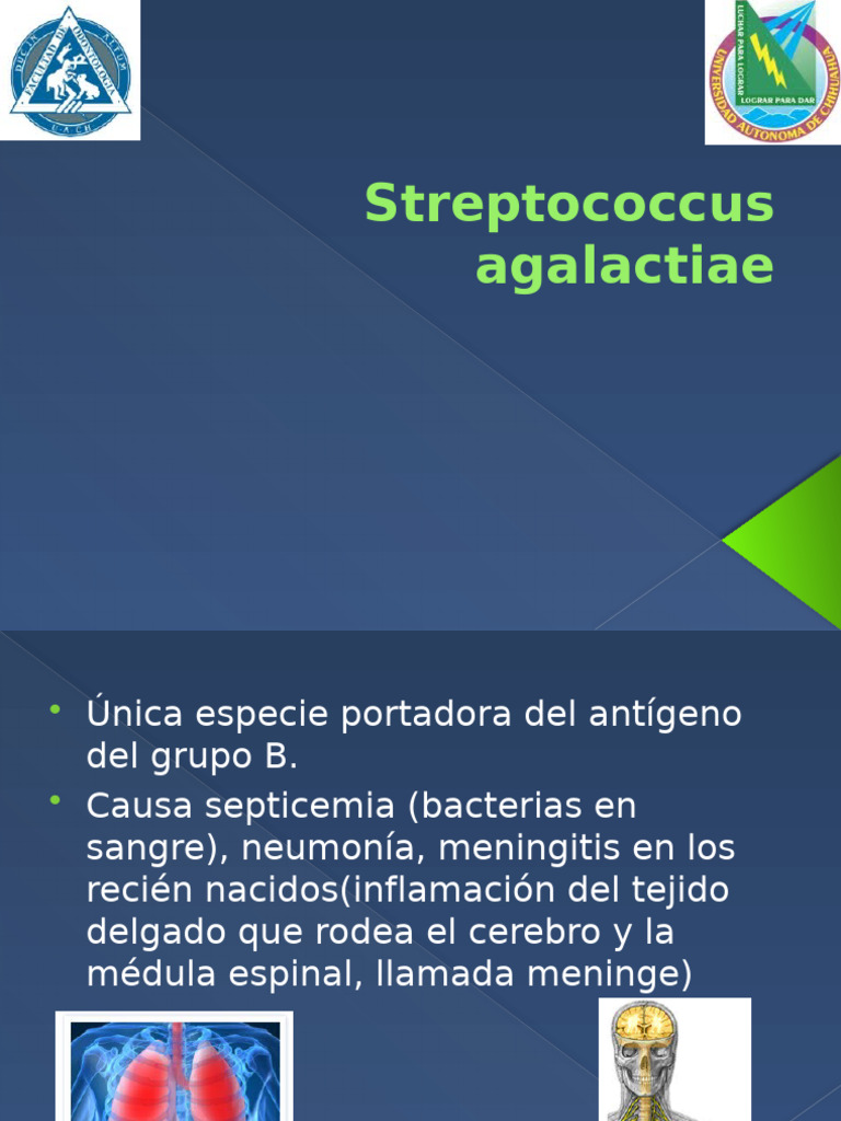 presentacion sobre Streptococcus agalactiae | PDF