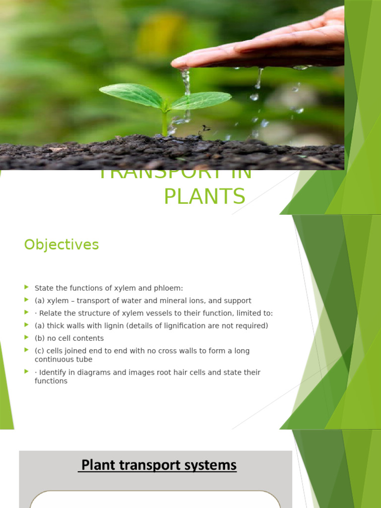 Plant Transport Systems: Xylem & Phloem | PDF | Leaf | Tissue (Biology)