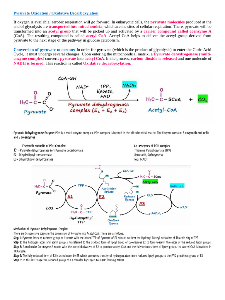 Pyruvate to Acetyl CoA Conversion | PDF | Citric Acid Cycle | Chemistry