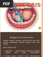 Anatomi Rongga Mulut Manusia | PDF