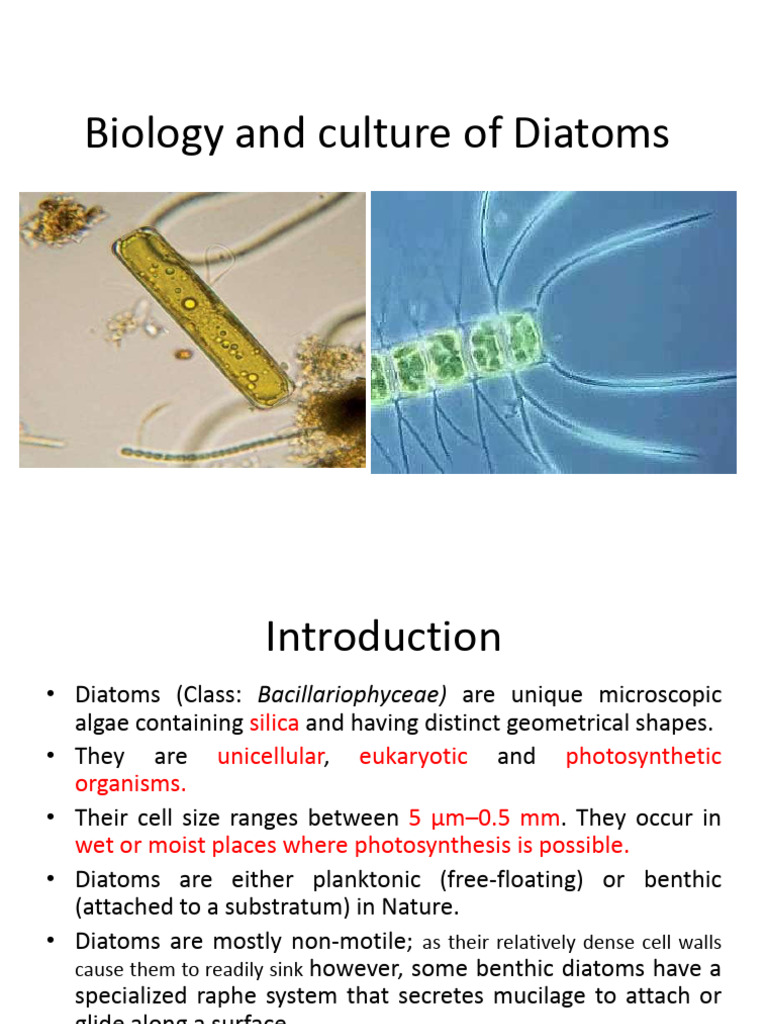 Biology and Culture of Diatoms | PDF | Sexual Reproduction | Cell Growth