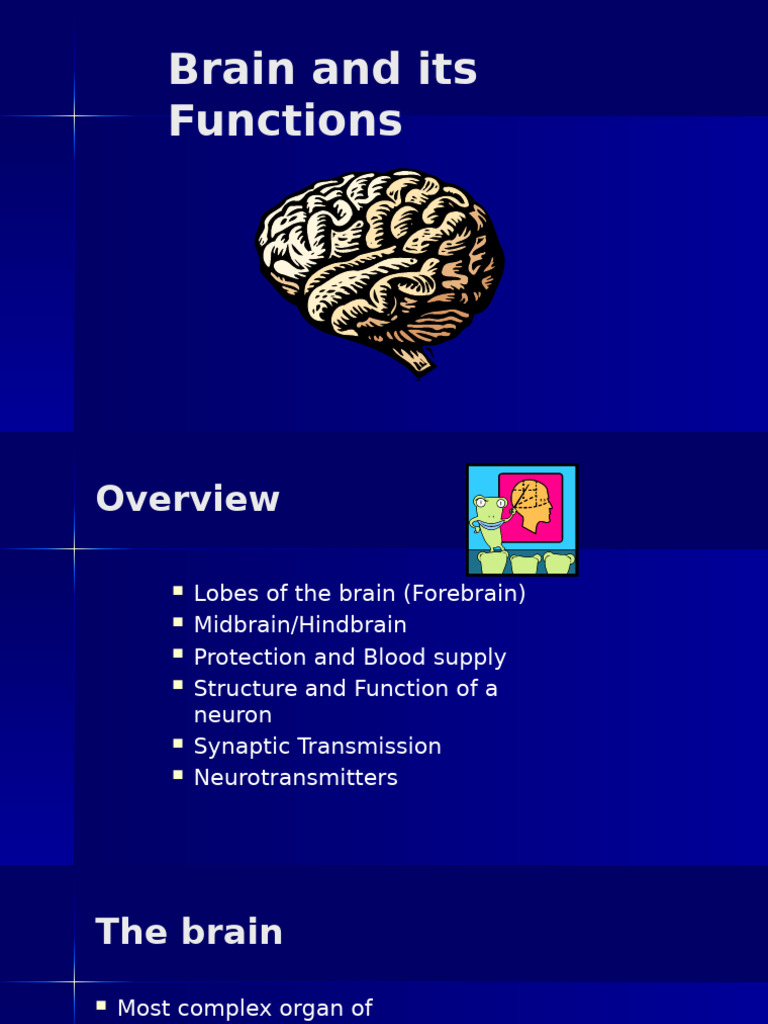 Brain Areas for Spatial Orientation | PDF | Cerebral Hemisphere ...
