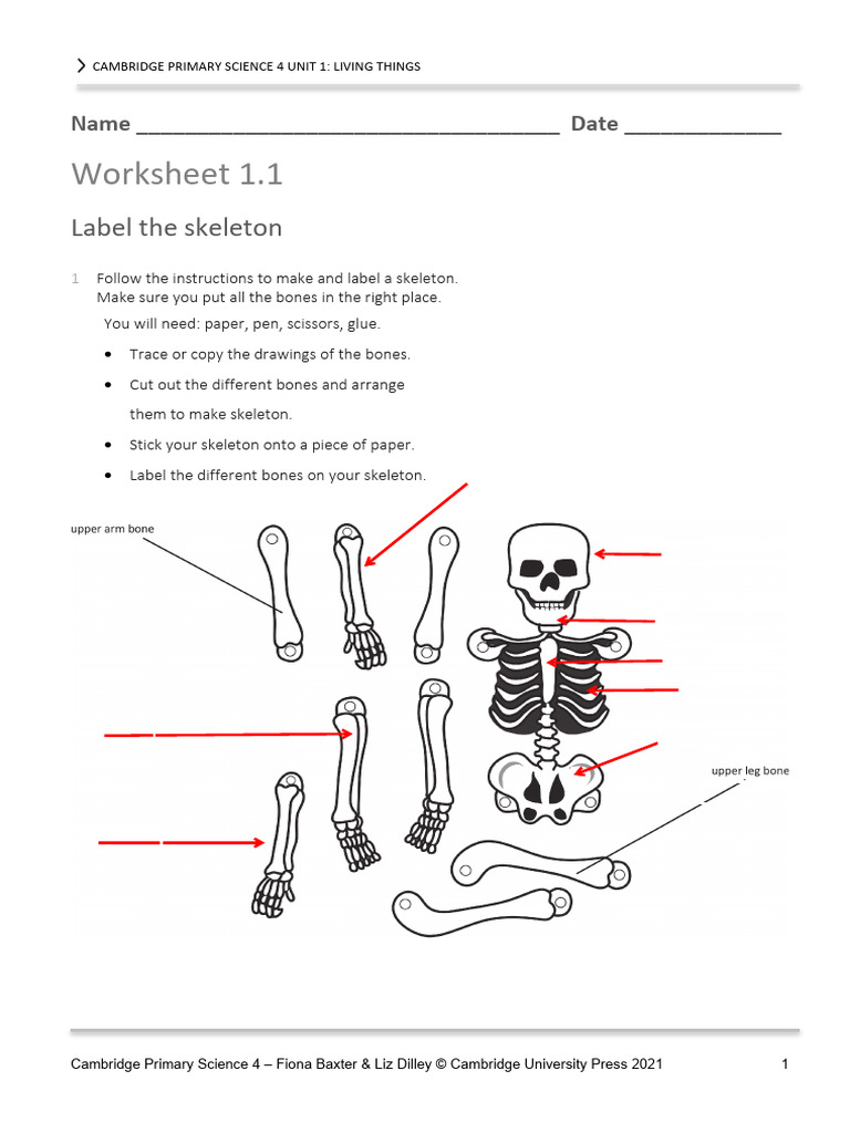Labeling the Skeleton Worksheet | PDF | Skeleton