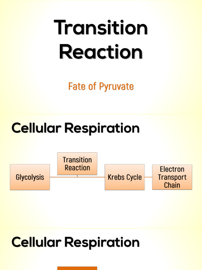 Transition Reaction to Krebs Cycle | PDF