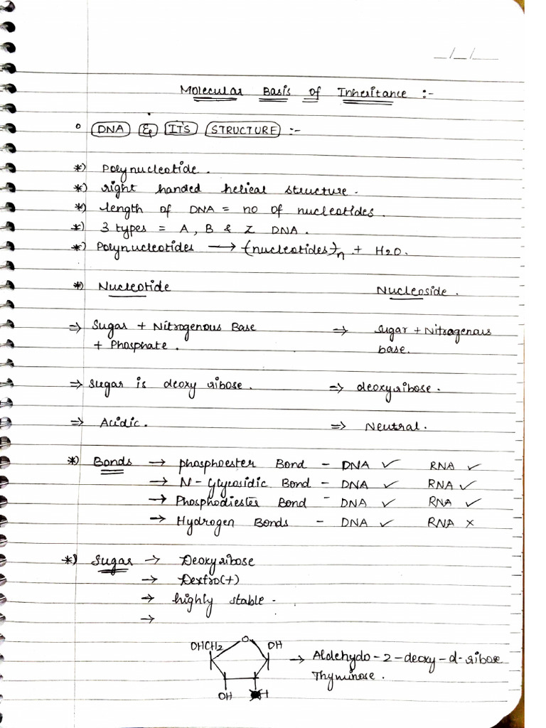 Genetics Part 2 Class 12 Molecular Basis of Inheritance | PDF