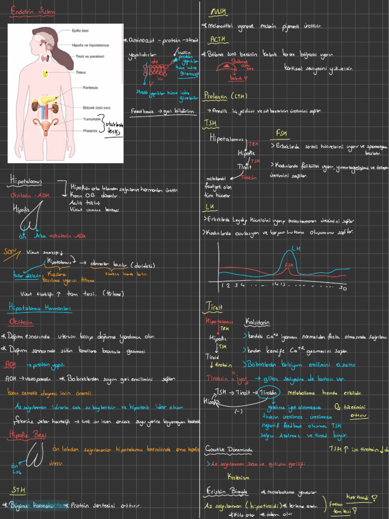 Endokrin Sistem | PDF