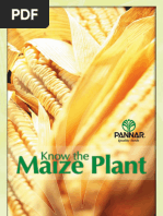 Crop Growth Chart - Maize: Stage VE V2 V5 V8 V12 V16 R1 R5 | PDF