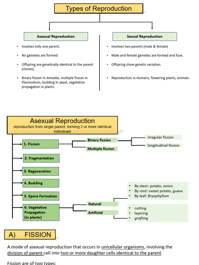 GRD 10 - How Organisms Reproduce - Asexual | PDF | Reproduction | Cell ...