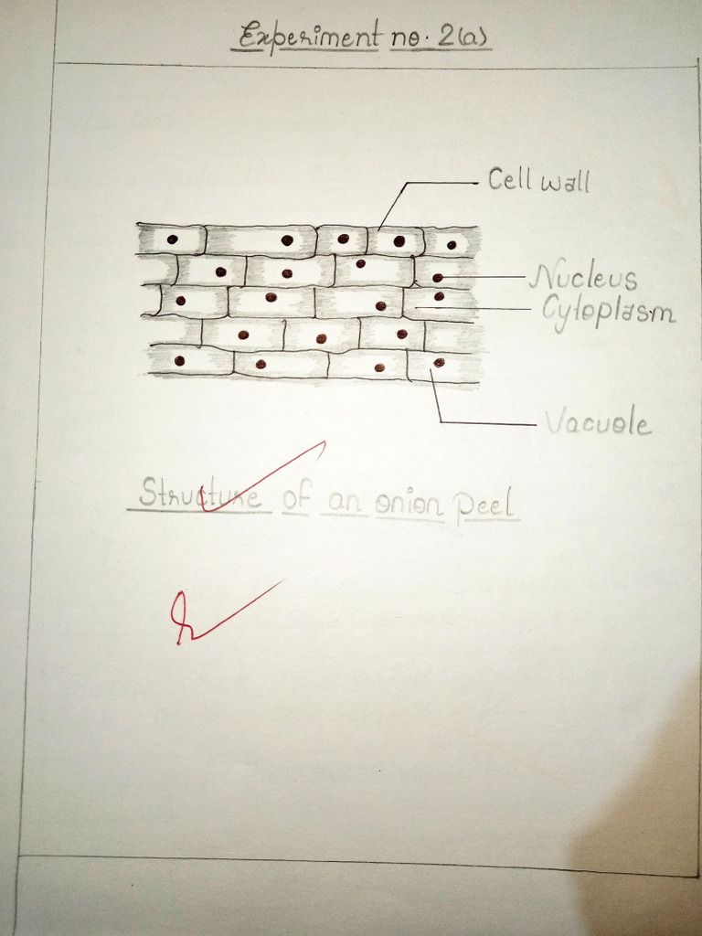 Onion Cell and Cheek Cell Experiment | PDF
