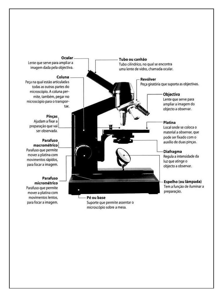 Partes Do Microscópio Óptico | PDF