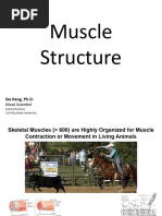 Fish Muscular System Overview | PDF | Skeletal Muscle | Fish