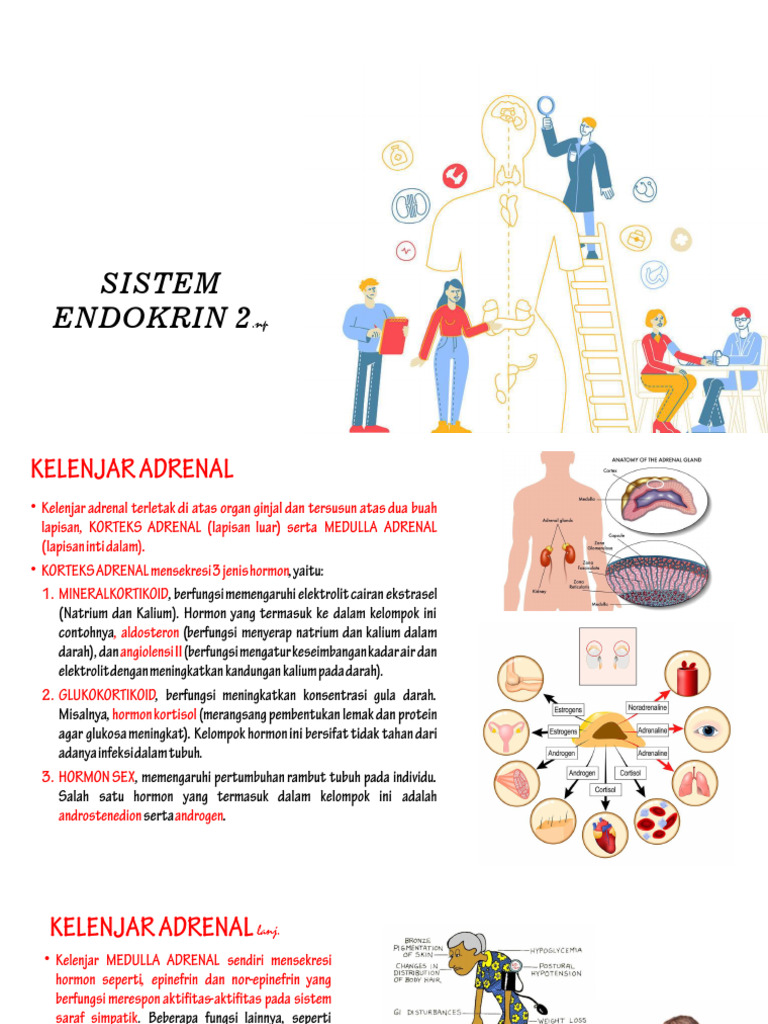 Sistem Endokrin Lanjutan 2 | PDF