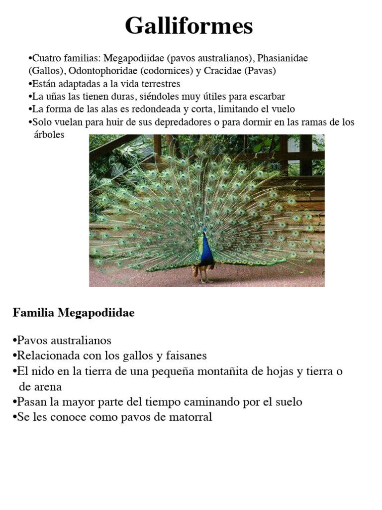 Galliformes | PDF | Galliformes | Pollo