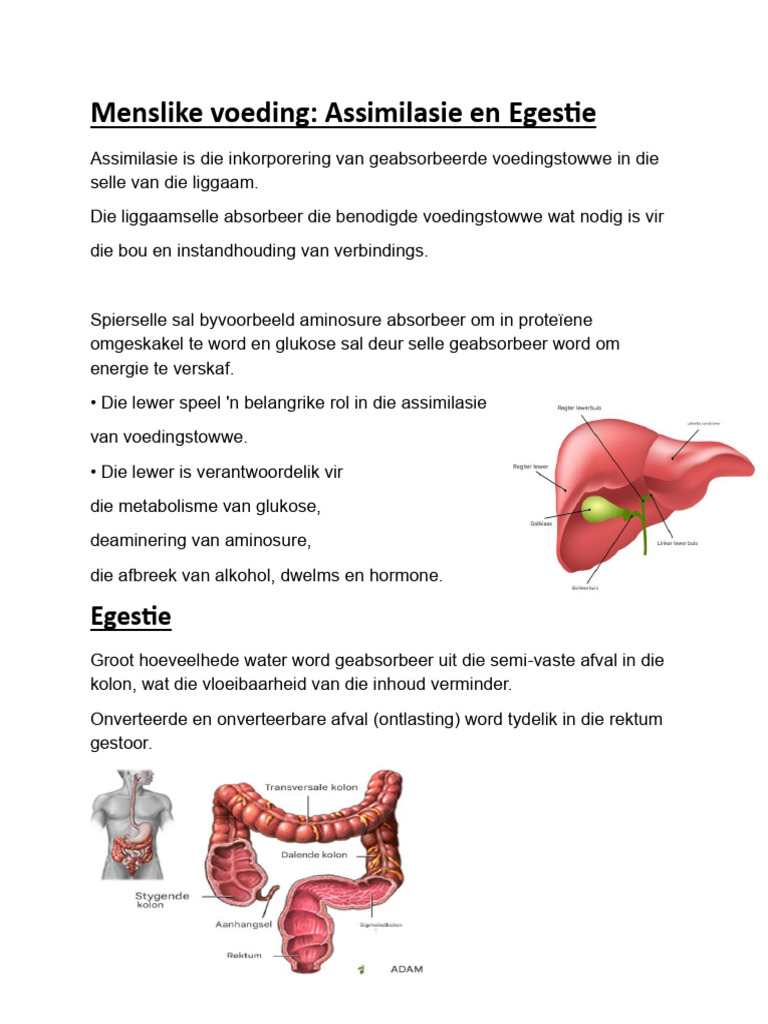 Menslike Voeding Assimilasie en Egestie | PDF