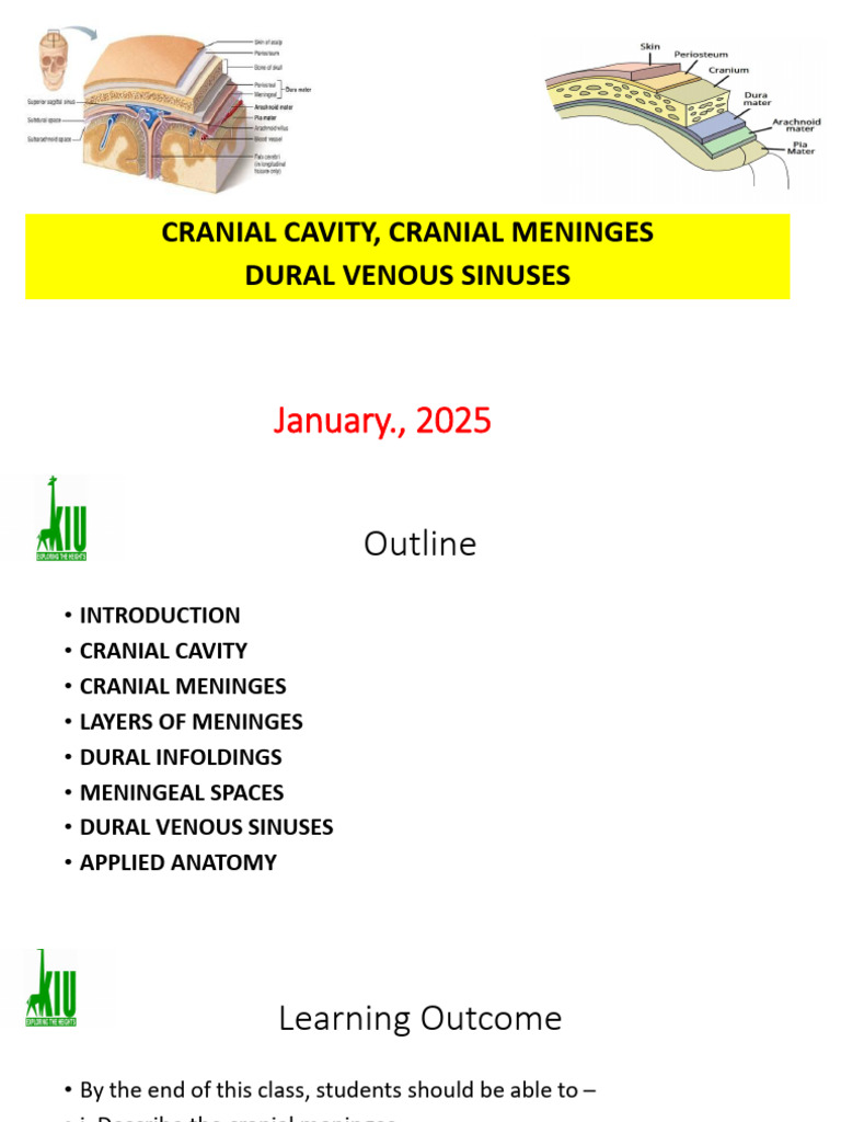 Understanding Dural Infoldings | PDF | Cerebrospinal Fluid | Skull