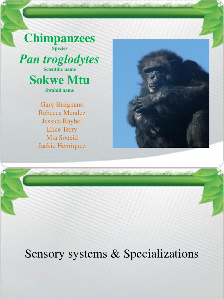 Chimpanzees Power Point | PDF | Chimpanzee | Zoology