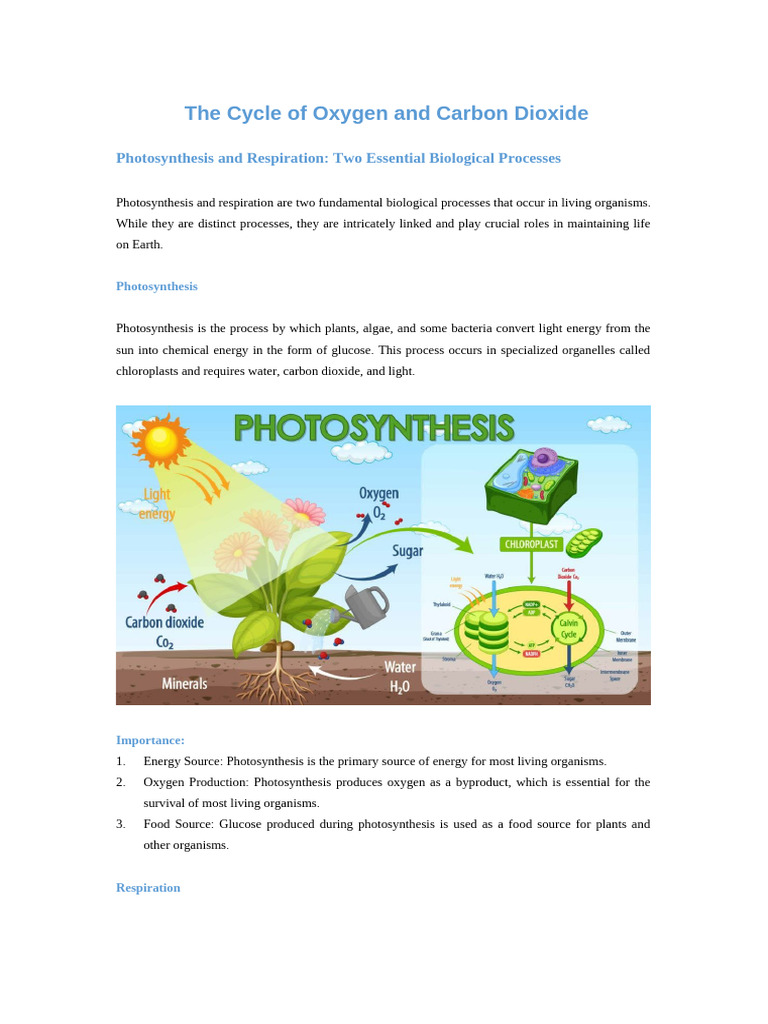 The Cycle of Oxygen and Carbon Dioxide | PDF | Photosynthesis | Cellular Respiration