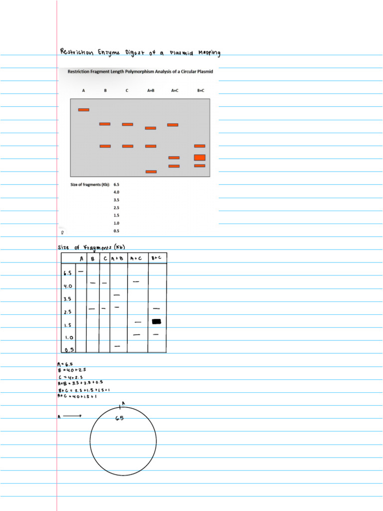 Restriction Enzyme Digest of A Plasmid Mapping | PDF