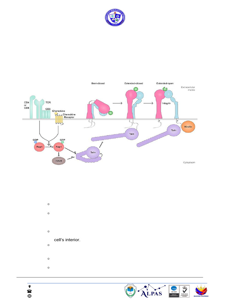 U8 - LC - Cell Adhesion Molecules and Their Role in Tissue Formation | PDF | Cell Adhesion ...