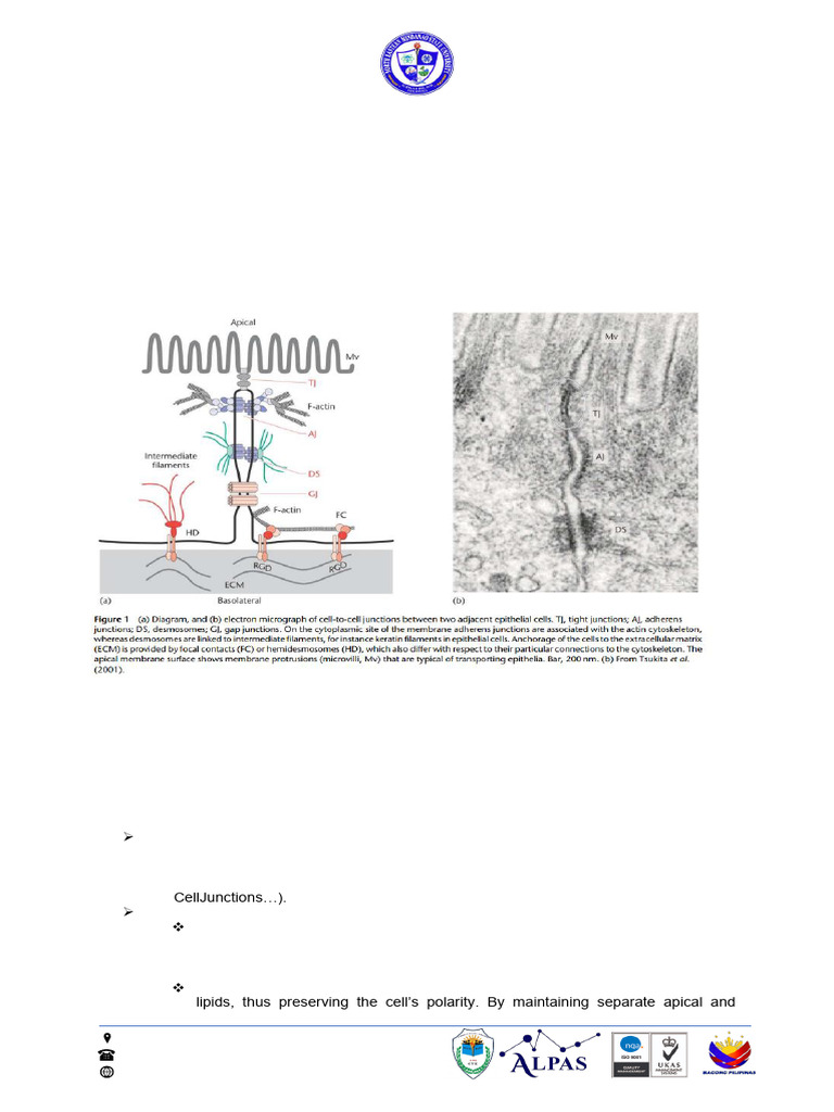Types of Cell Junctions Explained | PDF | Cell Membrane | Morphology ...