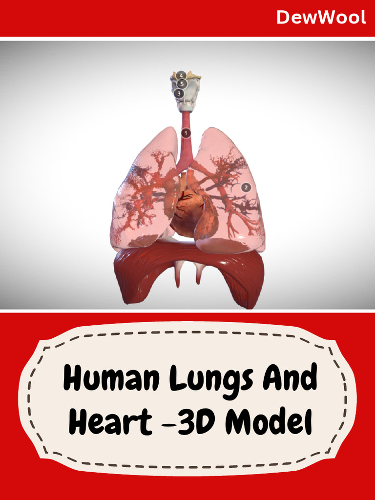 Human Lungs and Heart - 3D Model | PDF