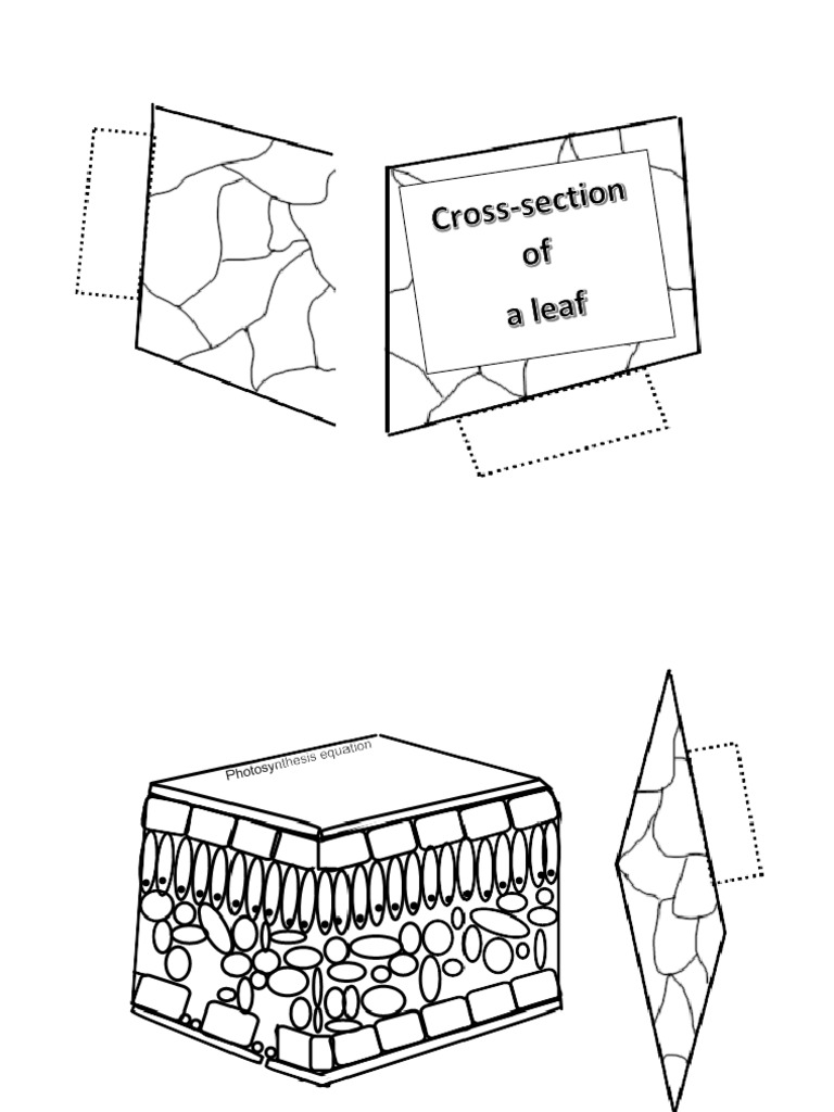Foldable Leaf | PDF