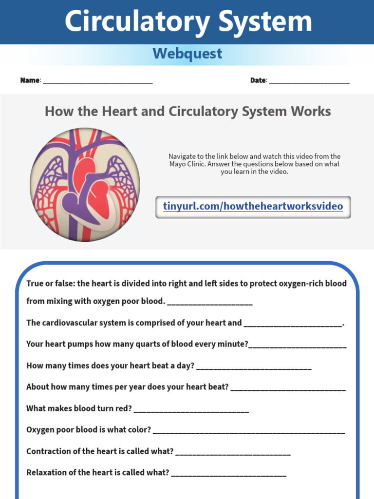 Circulatory System Webquest | PDF | Circulatory System | Heart