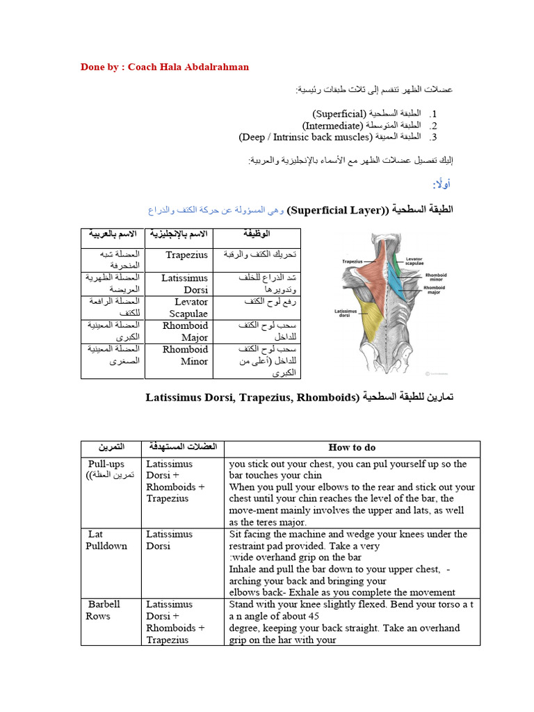 Back Muscle Anatomy and Training Guide | PDF | Human Anatomy | Primate ...