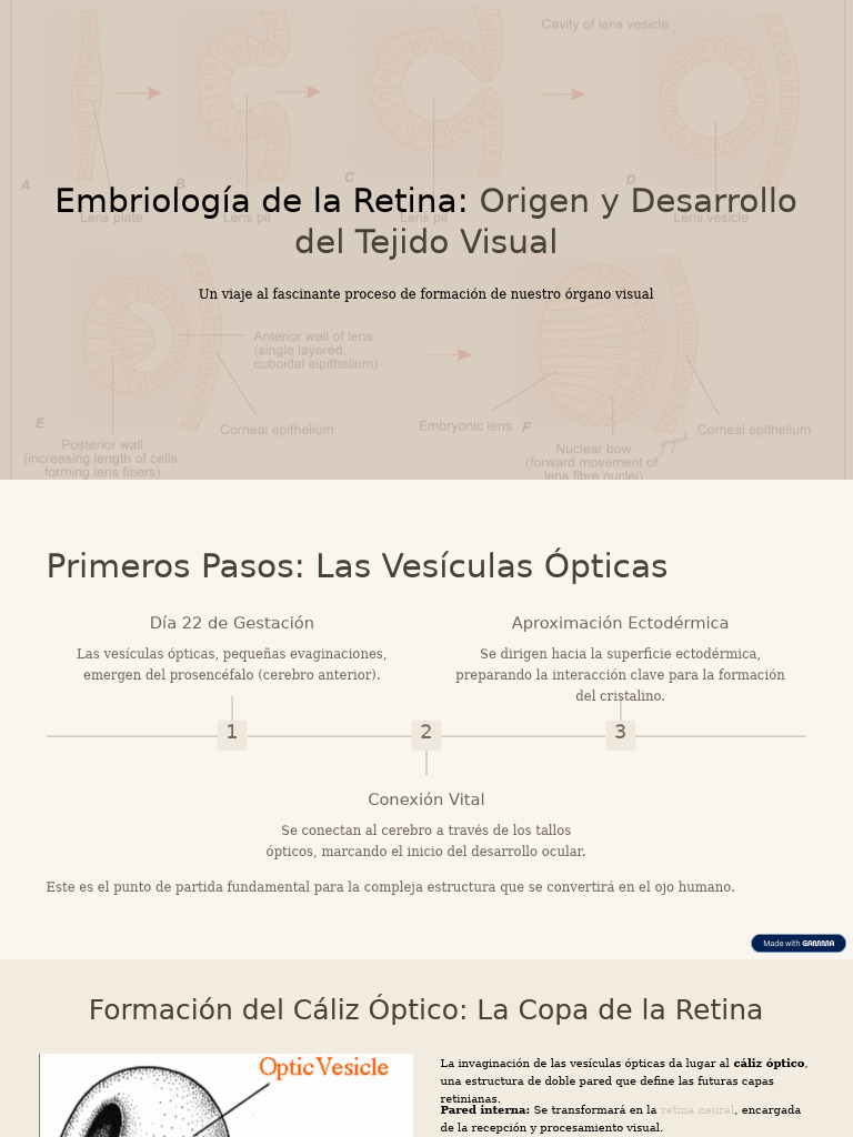Embriologia de La Retina Origen y Desarrollo Del Tejido Visual | PDF ...