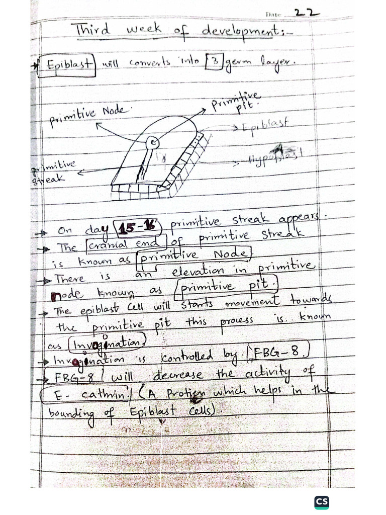 BM Notes of 3rd Week of Developmen | PDF