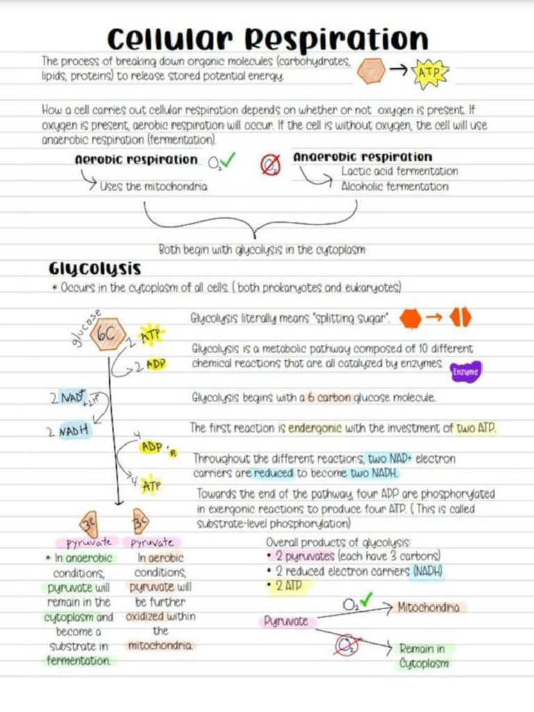 AP Biology Cellular Respiration Notes Aerobic | PDF