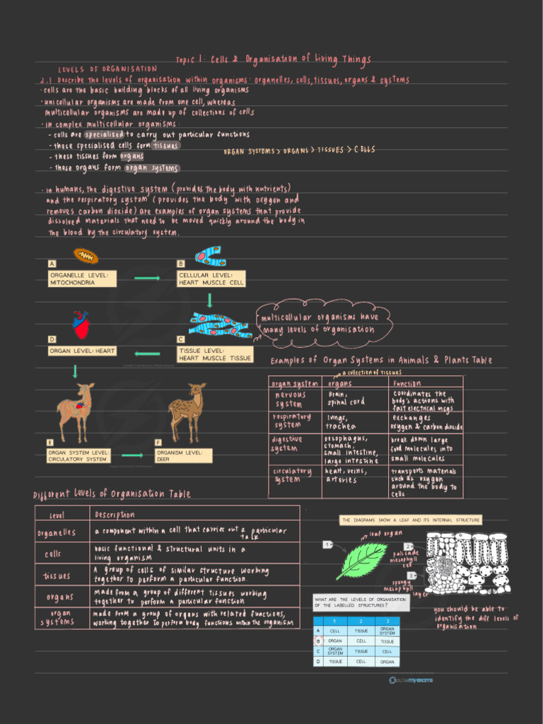 Levels of Organization in Cells | PDF | Cell (Biology) | Sexual ...