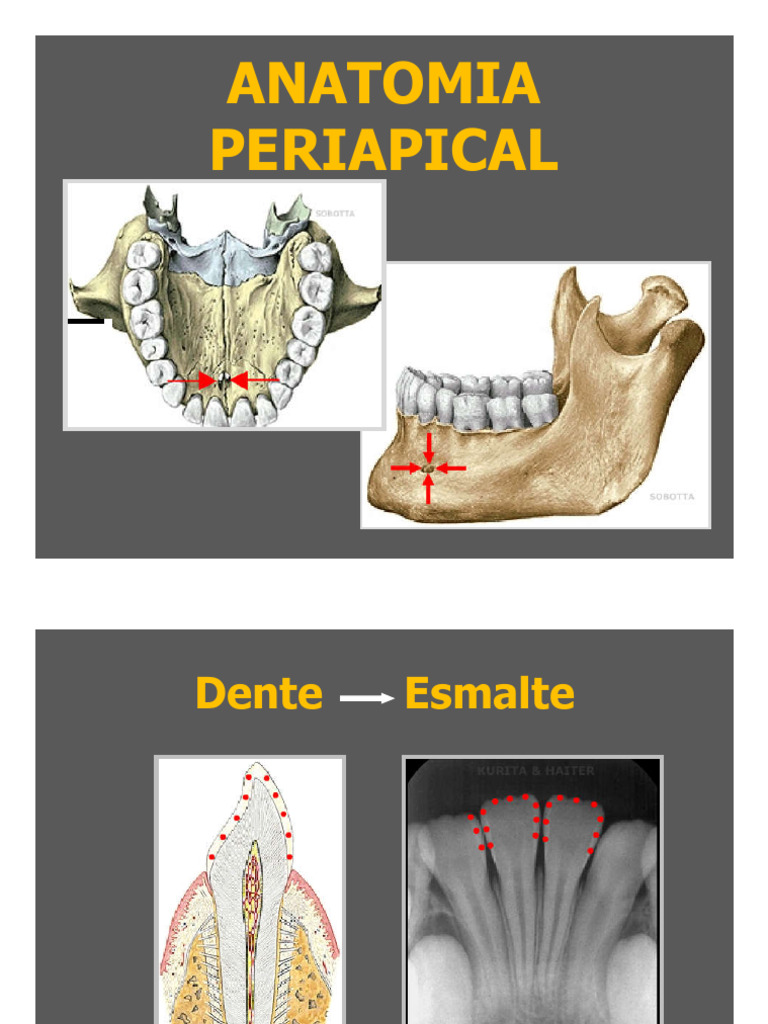 Anatomia Periapical_Endo | PDF