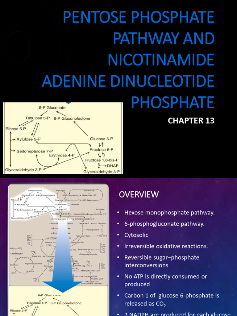 Chapter 13 HMP Pathway | PDF