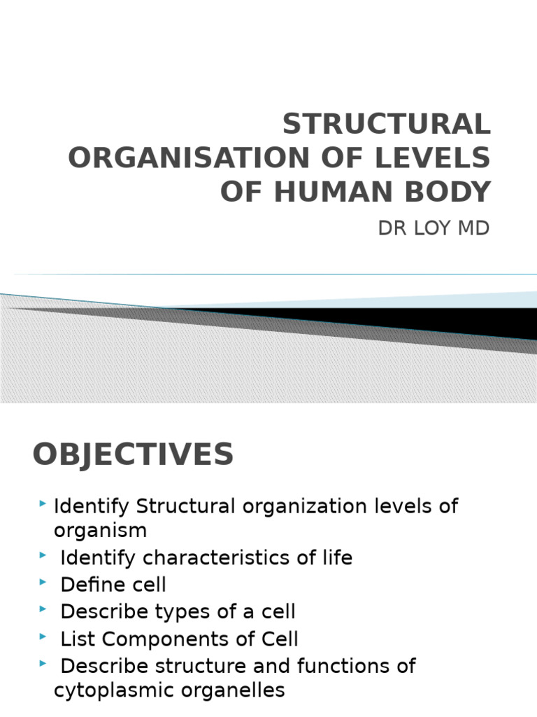 Human Body Structural Organization | PDF | Cell (Biology) | Endoplasmic ...