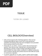 Class 9th Animal Tissue Notes | PDF | Epithelium | Muscle