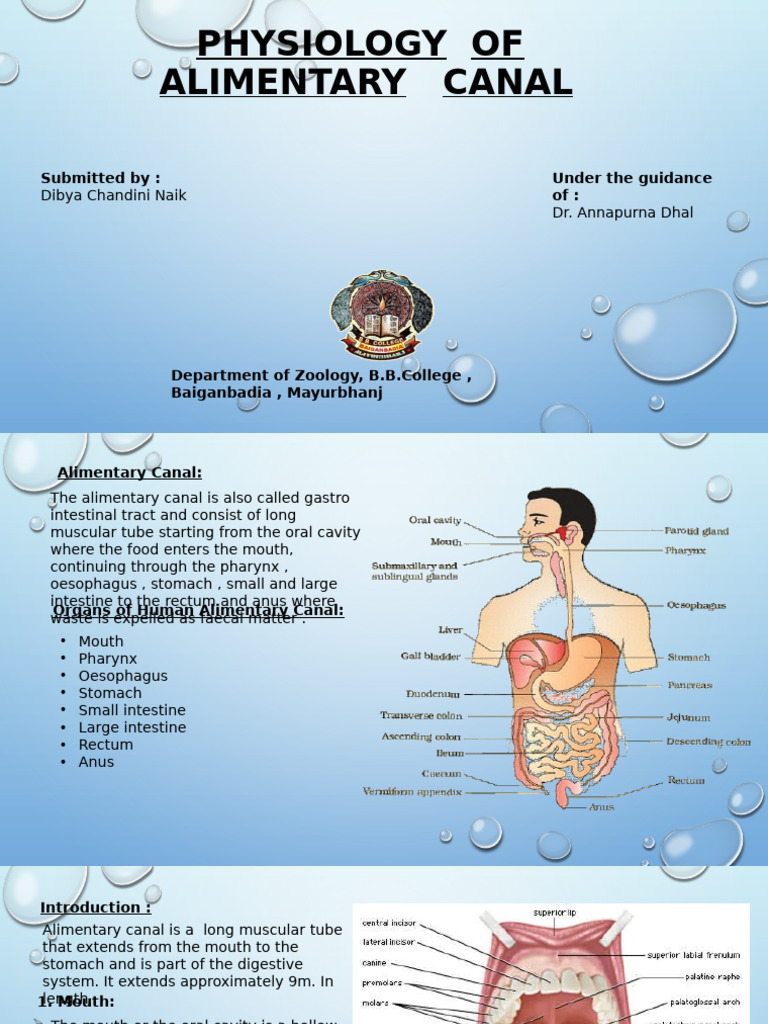 Physiology of the Alimentary Canal | PDF | Stomach | Gastrointestinal Tract