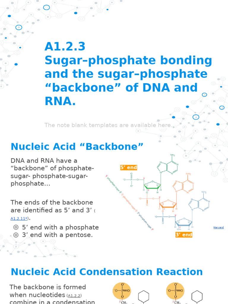 A1.2.3 Sugar-Phosphate Bonding and The Sugar-Phosphate "Backbone" of ...