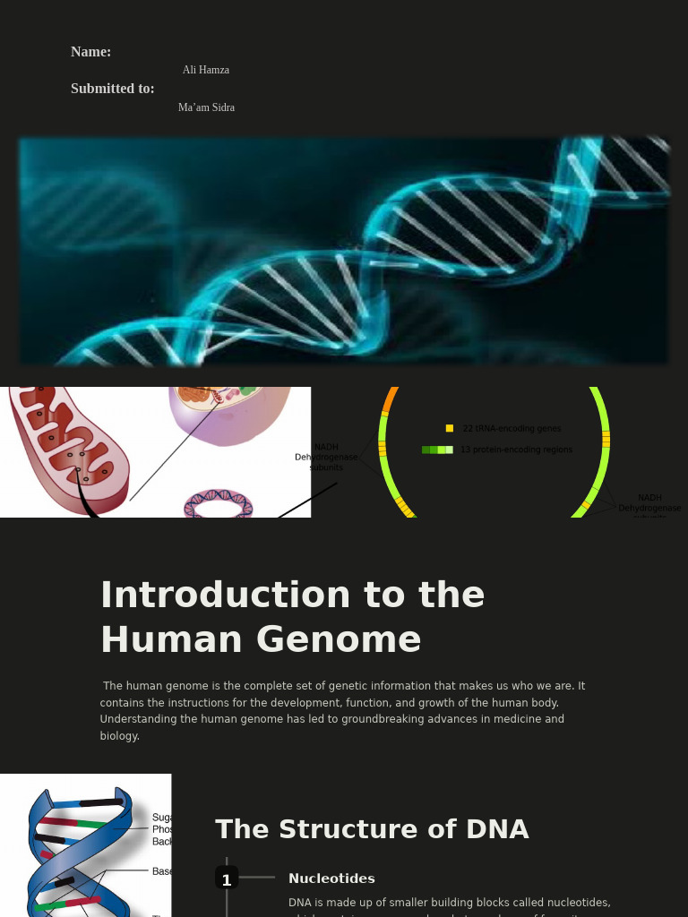 Understanding the Human Genome Basics | PDF | Gene | Dna
