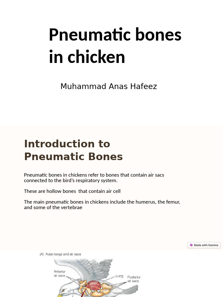 Pneumatic Bones in Chickens Explained | PDF