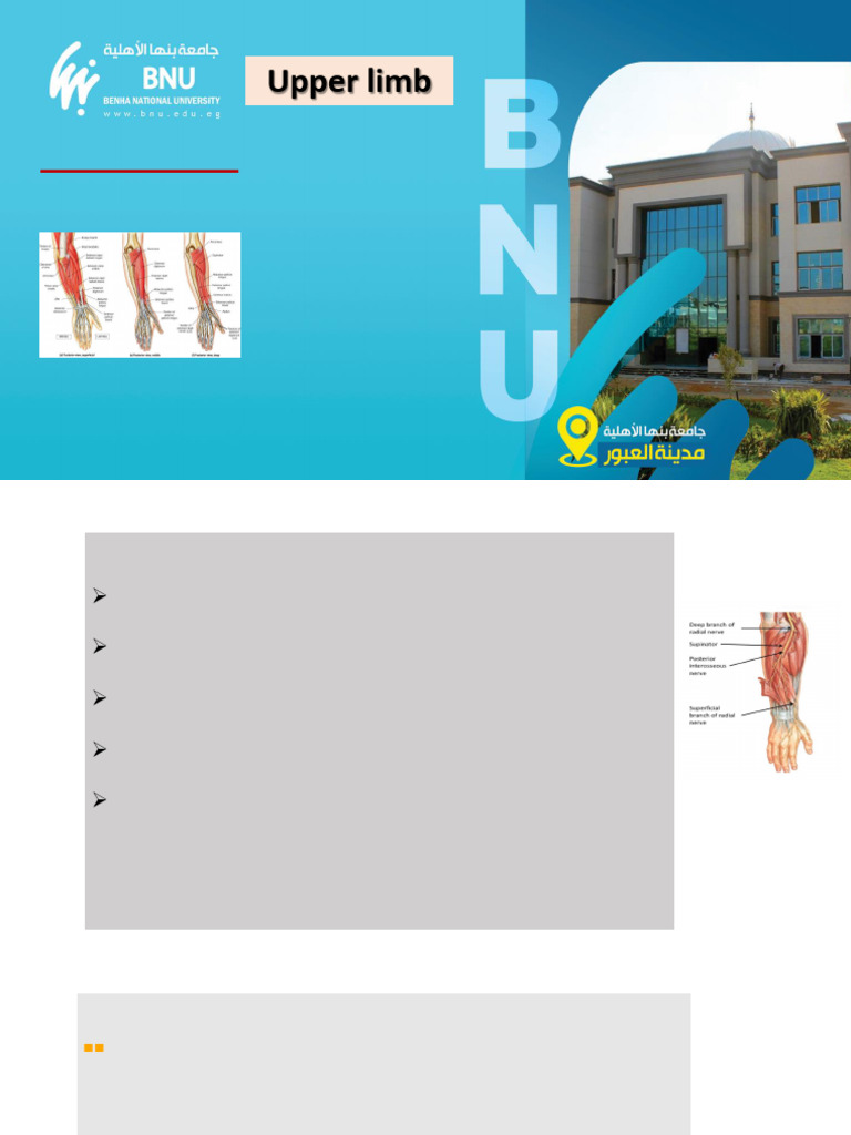 Anatomy of the Back of Forearm | PDF | Thumb | Limbs (Anatomy)