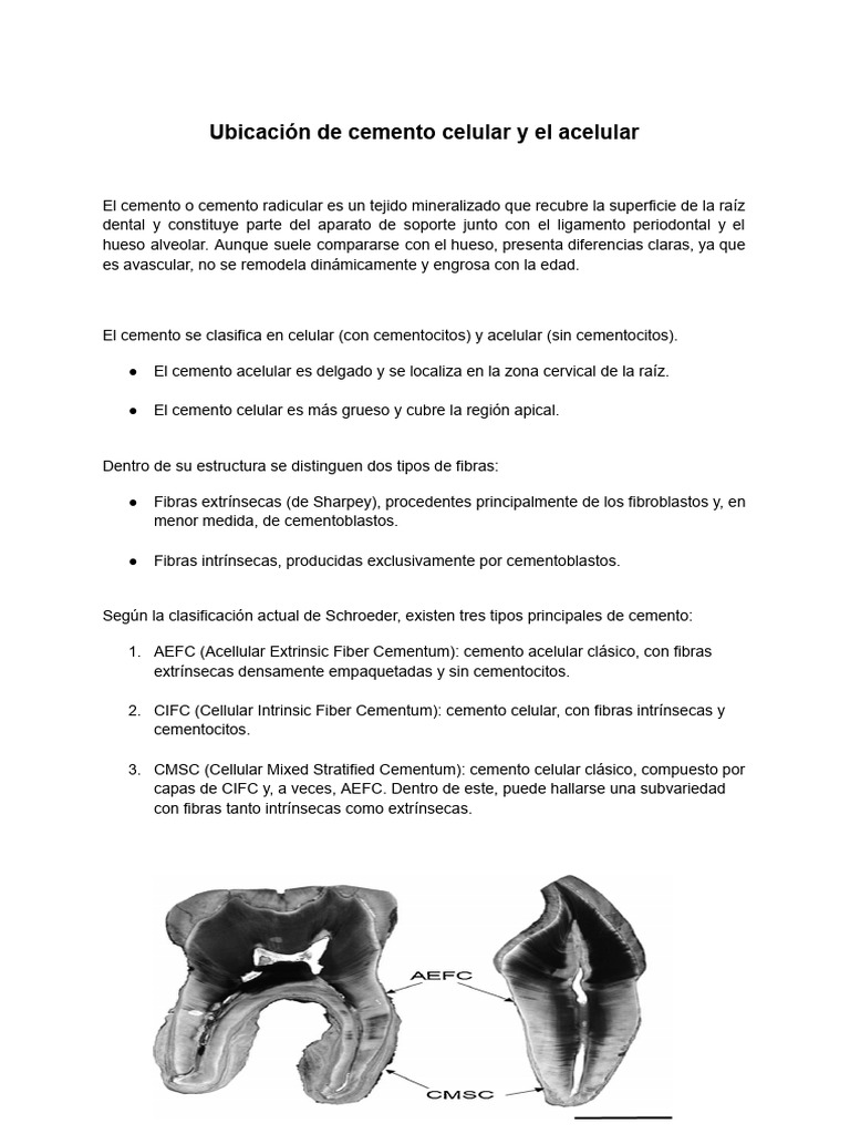 Cemento Acelular y Celular en Raíces | PDF