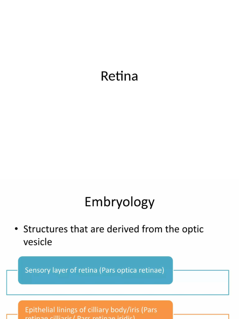 Retina | PDF