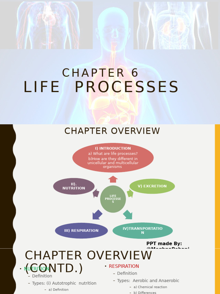 Understanding Life Processes in Organisms | PDF | Circulatory System ...