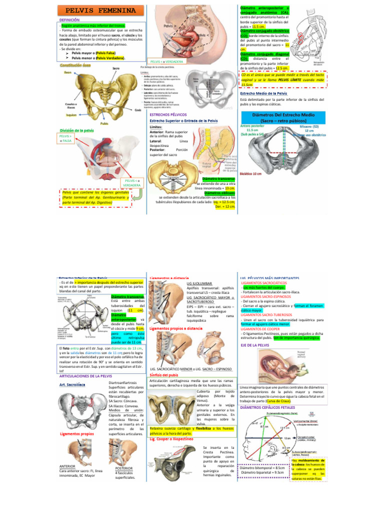 Anatomía y Tipos de Pelvis Femenina | PDF | Pelvis | Sistema esquelético